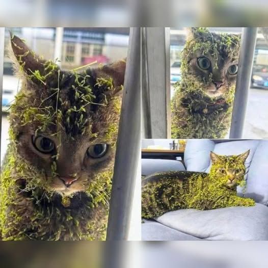 Simba le chat aventurier - Béa Kimcat Blog