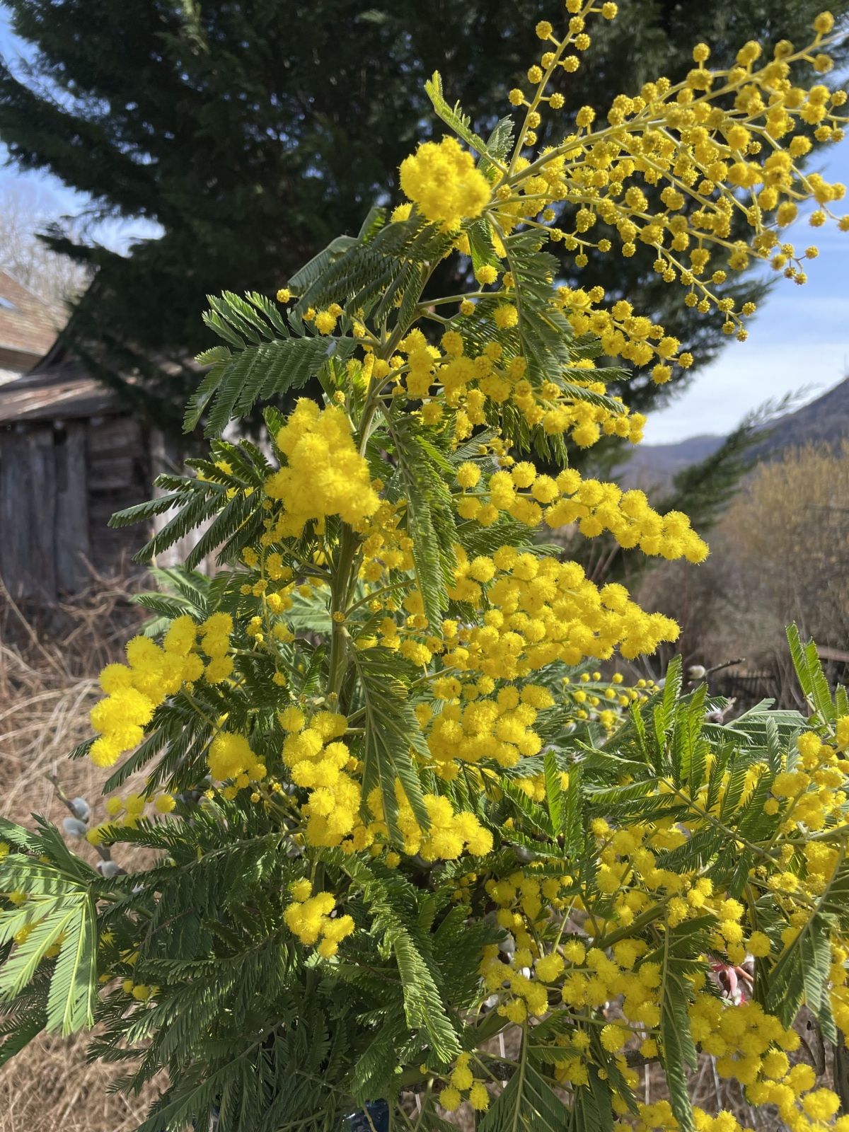 Mimosa/ Connaissance Supramentale - Dé-couvrir la différence