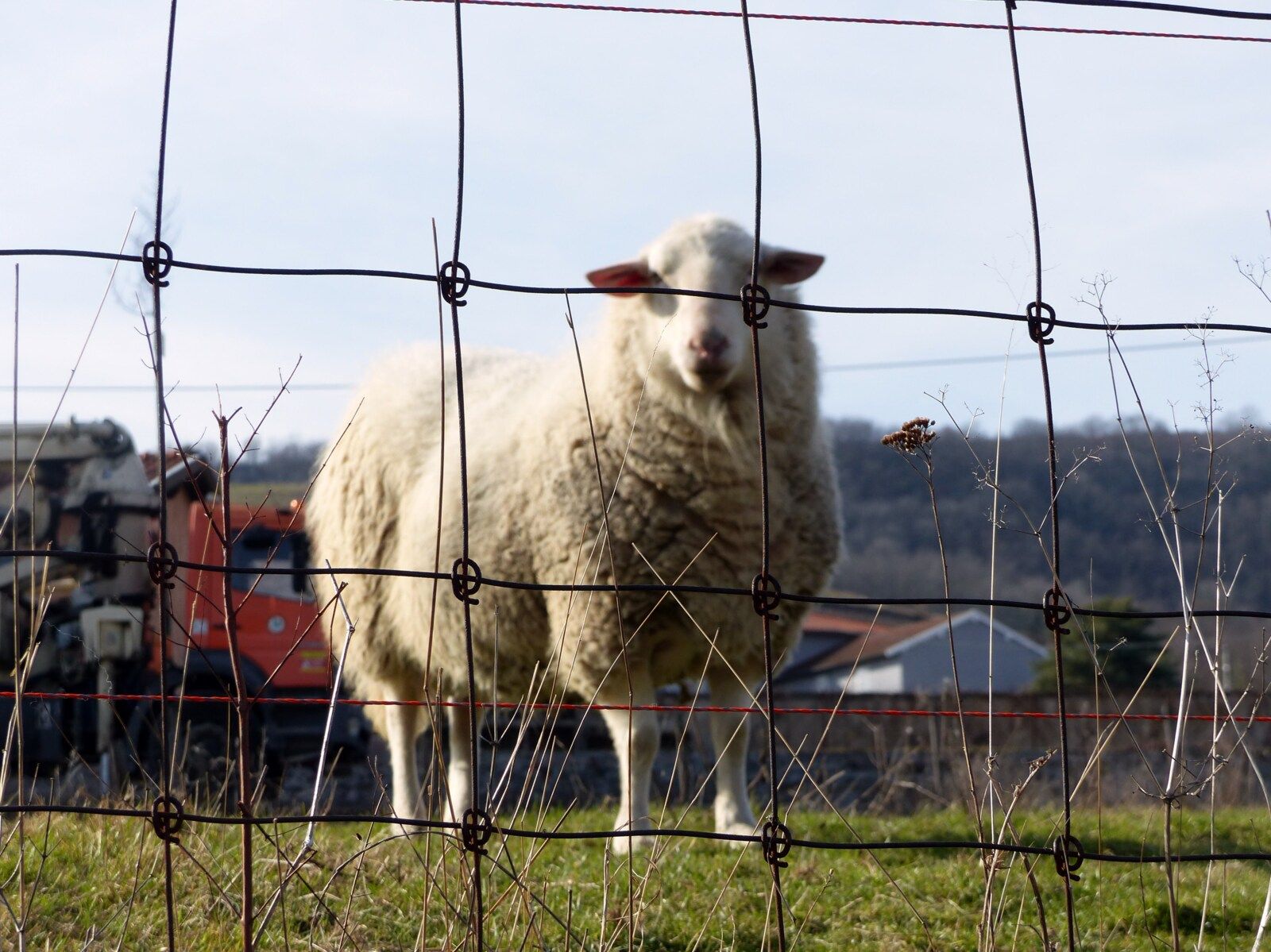 Picolet... dans le Beaujolais... - ROZY
