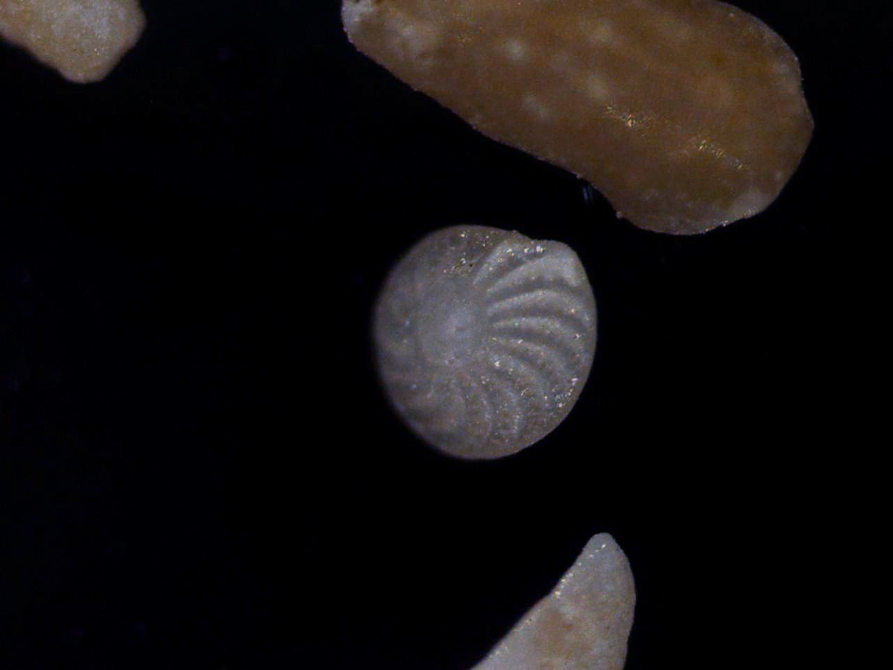 Elphidium sp. - Snorkeling exploration